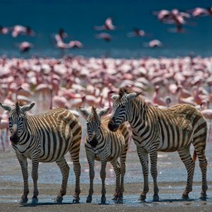 th04_module_img001 | FUYUHIKO INOUE Breeze in Savanna